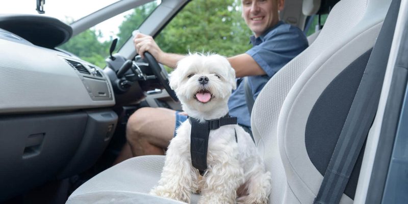 Tips for Driving with Pets in Your Vehicle - Transportation Industry ...
